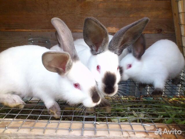 Кролик калифорнийский