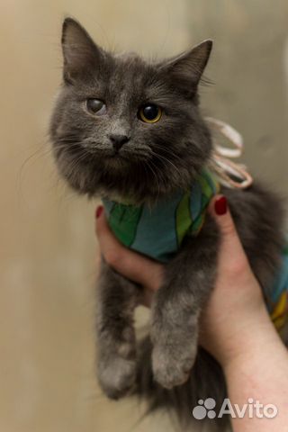 Молодая кошечка в дар