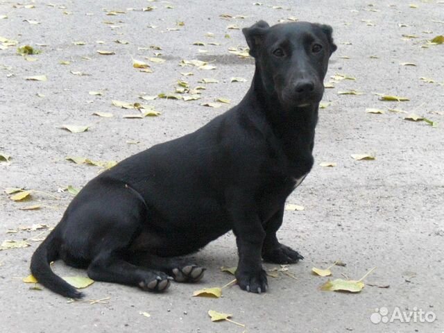 Собака Герда