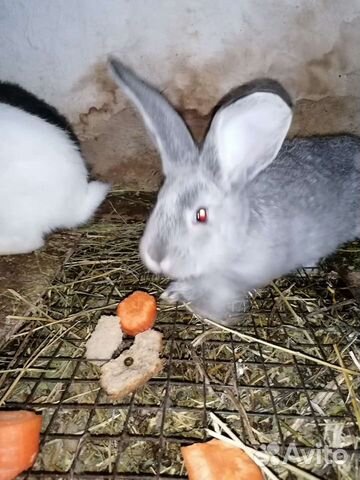 Крольчата