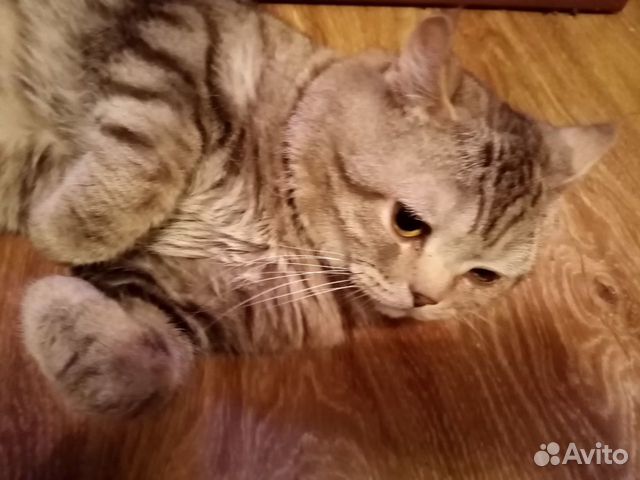 Кот ищет подружку