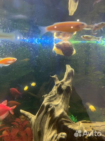 Улитки ампулярии