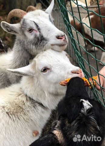 Козы дойные козочки