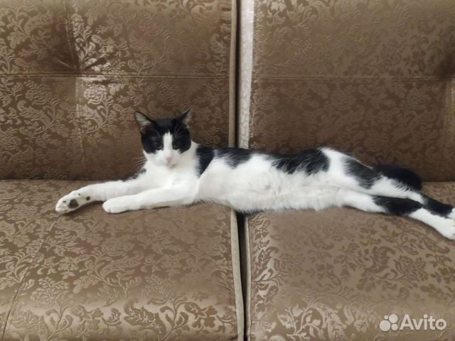 Кошка в дар