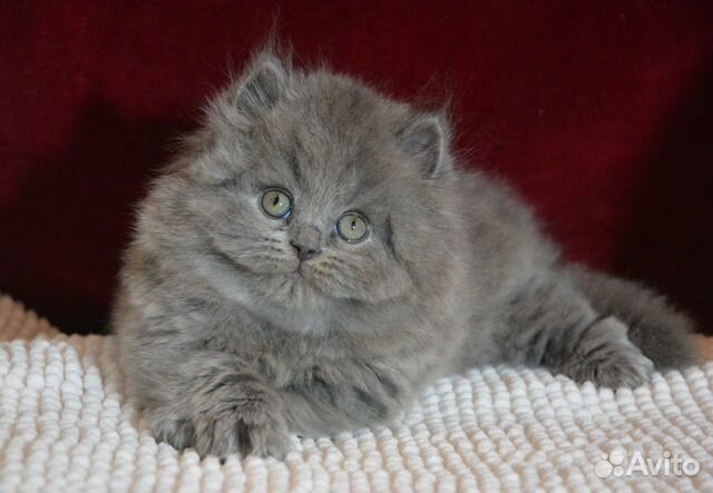 Хайденд голубого окраса