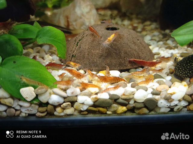 Криветки вишни (cherry)