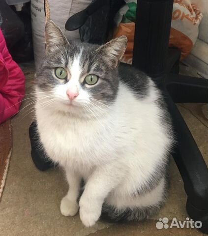 Кошечка в добрые руки