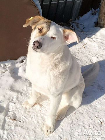 Собачка ищет дом