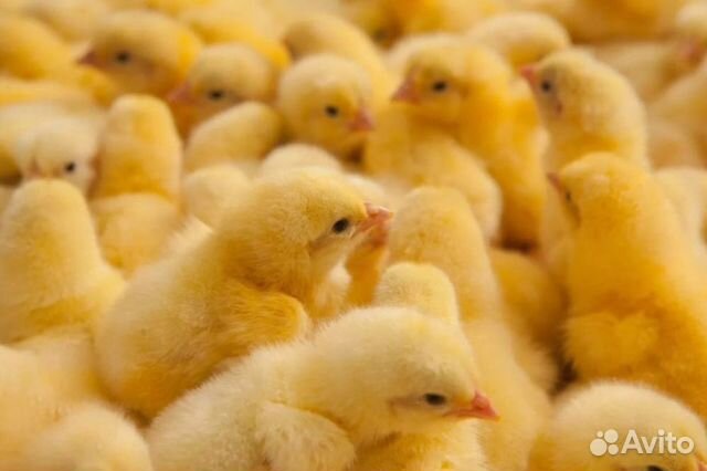 Цыпленок бройлера