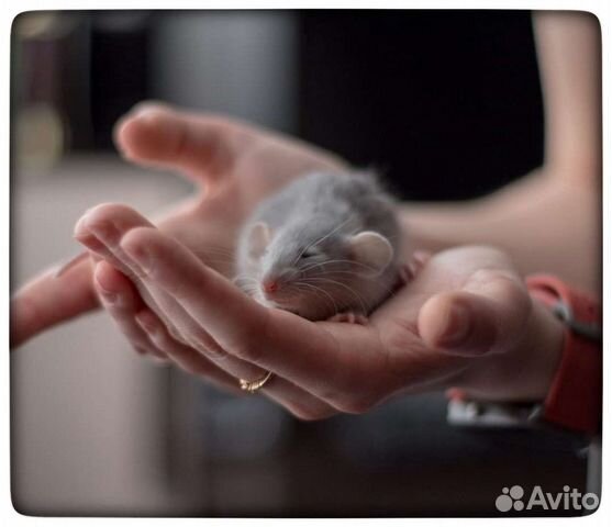 Голубые крысята Дамбо