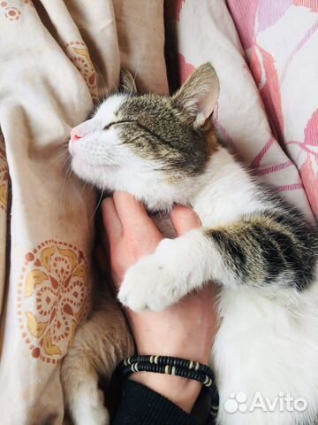 Васисуалий Никитин - толстый котик-добряк