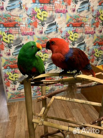 Попугай эклектус (благородный попугай)