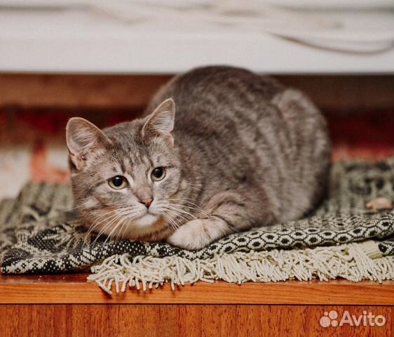 Мышка-Малышка