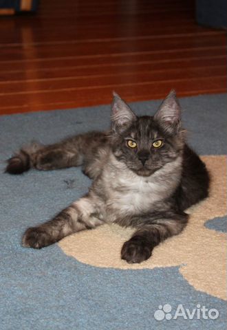 Красотка черный дым из питомника Мary's Cats