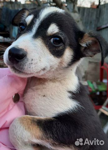 Милые крохи ищут дом и добрые руки