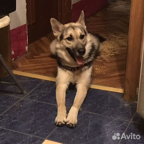 Метис хаски и овчарки