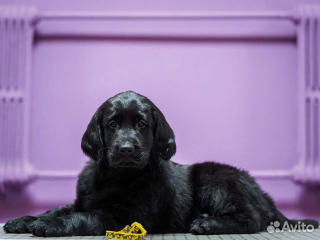 Девочки прямошерстного ретривера