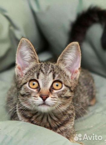 Котёнок, кошка помогу найти вашего хвостика