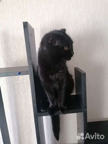 Чёрная кошка