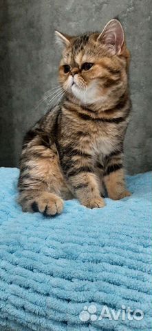 Экзотическая