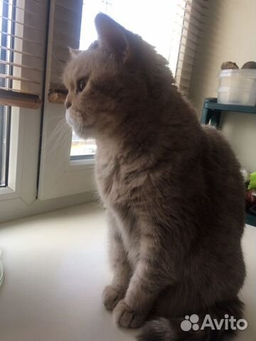 Кошка на вязку британка