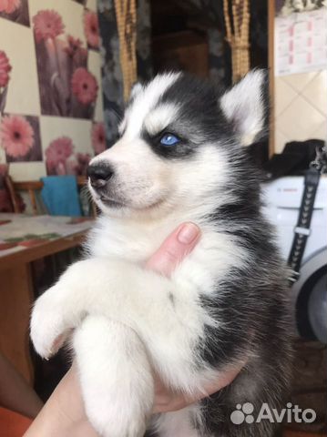 Сибирский хаски