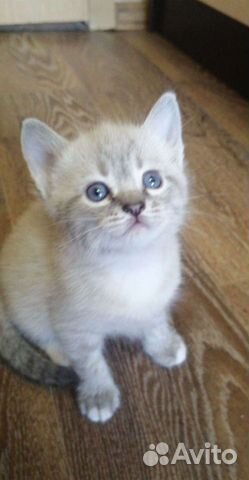 Котёнок мальчик