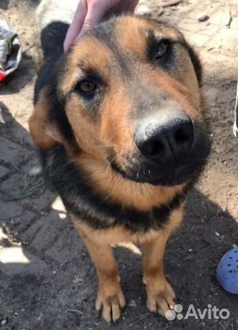 Добрейший пёс Буран