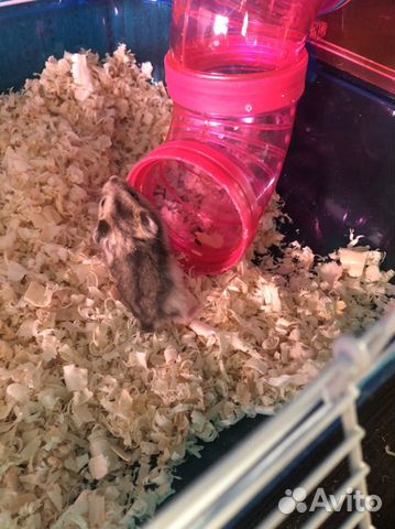 Джунгарский хомяк