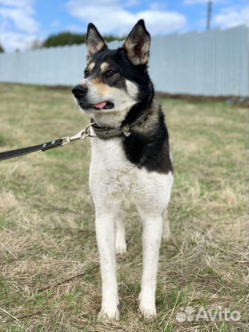 Собака Майа ищет дом и хозяина