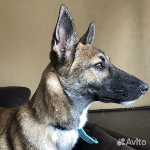 Щенок метис бельгийской овчарки в добрые руки