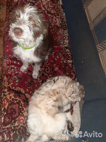 Собака в добрые руки