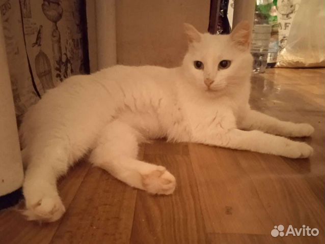 Кошечка Милка