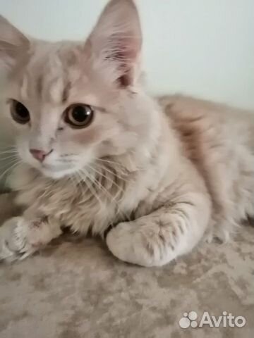 Котёнок персикового окраса в добрые руки