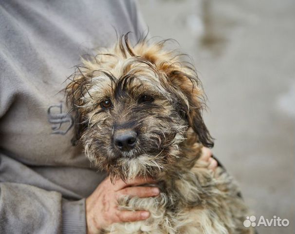 Ищет дом не крупный малыш Каспер