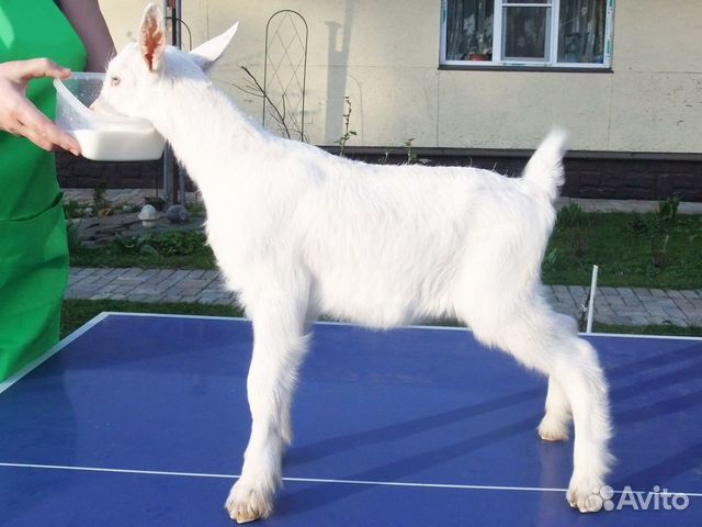 Зааненские козочки от высокоудойных коз