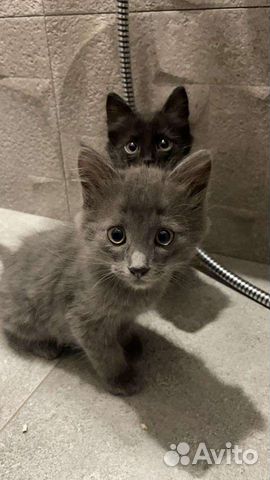 Классные котятки, спасенные с улицы