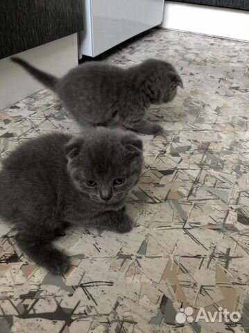 Британские вислоухие котята