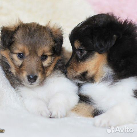 Щенки шелти