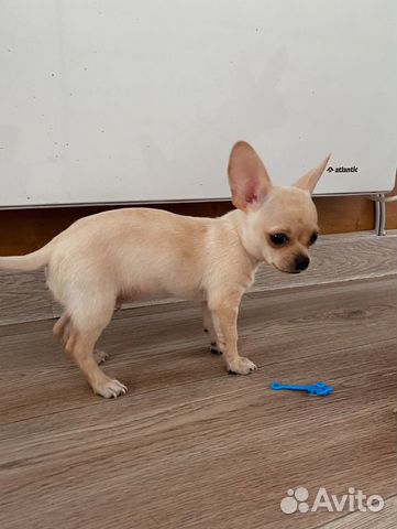 Малыш чихуахуа