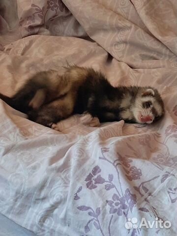 Продаётся хорёк