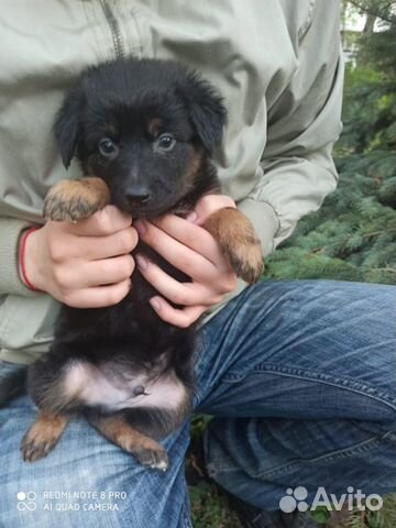 Немецкая овчарка