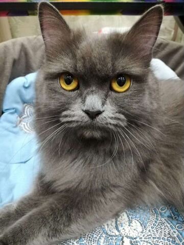 Кошка сибирская, небелунг