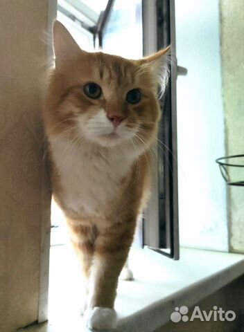 Кот в добрые руки