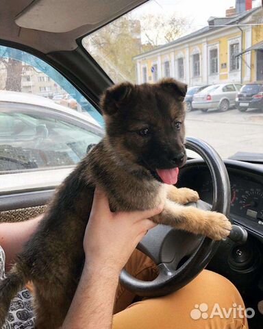 Щенок девочка в добрые руки