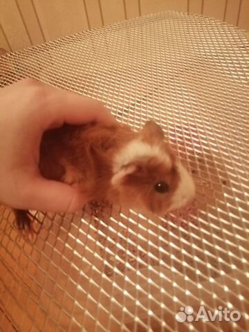 Морская свинка мальчик