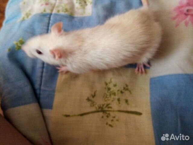 Крыски бесплатно