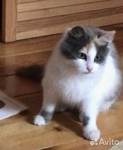 Котенок Марфуша в добрые руки