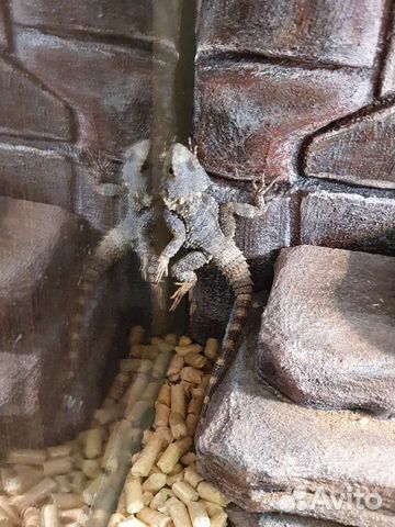 Агама гардун