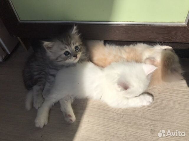 Котята от британки